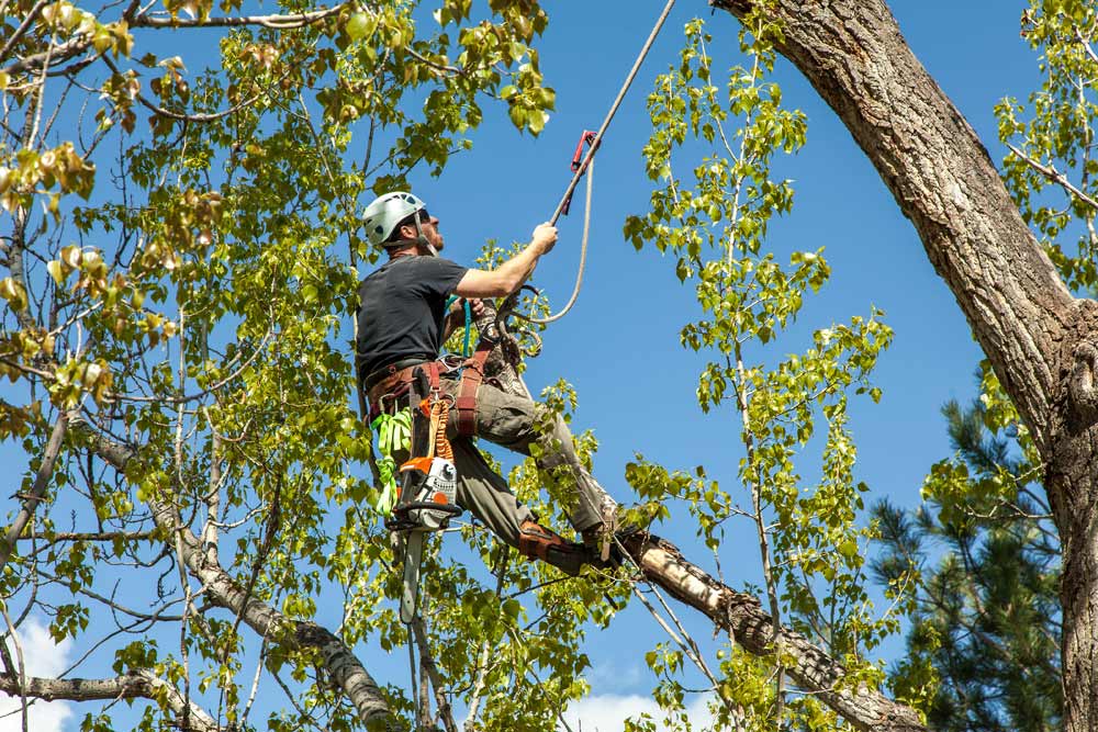 Unlock Your Trees Potential: The Benefits Of Tree Pruning Explained