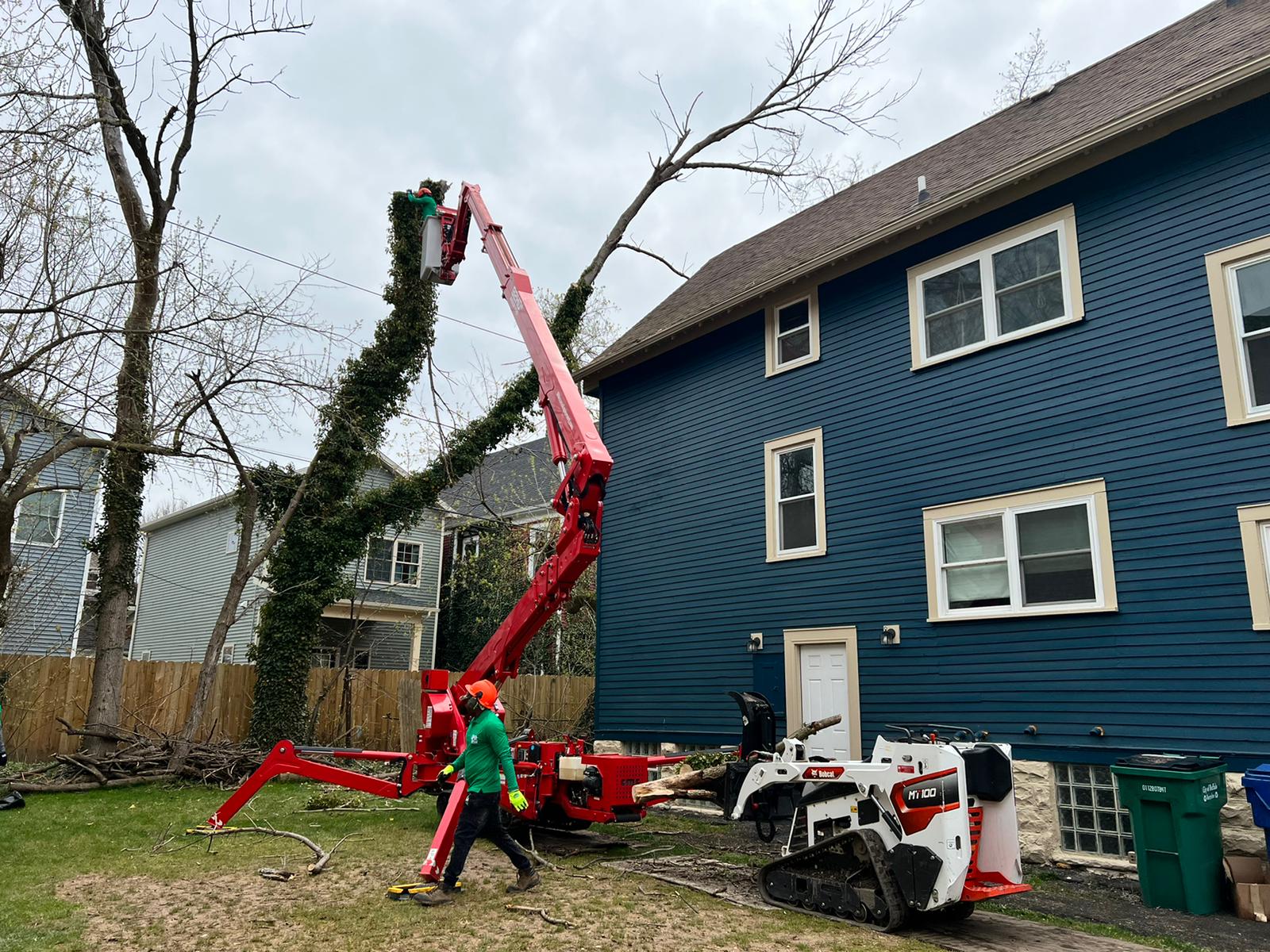 How to Determine When Your Trees Need Removal or Trimming